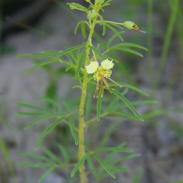 Cleome Erosa Plant Care & How to Grow, Water