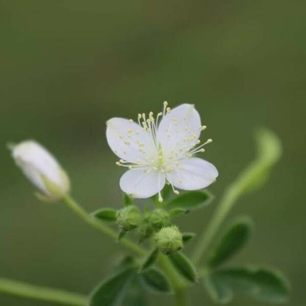 Cleome Felina Care Guide: Water, Soil & Propagation - Plantiary