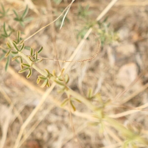 Leafy Spindlepod (Cleome Foliosa) Plant Care & How to Grow, Water