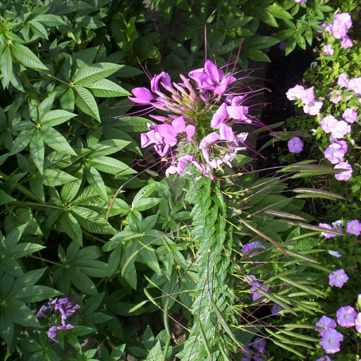 Spider Flower (Cleome Hassleriana) Plant Care & How to Grow, Water