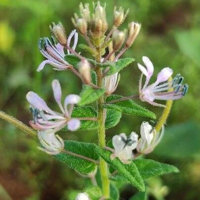 Singleleaf Spindlepod (Cleome Monophylla) Plant Care & How to Grow, Water
