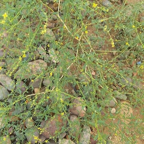 Cleome Pallida Plant Care & How to Grow, Water