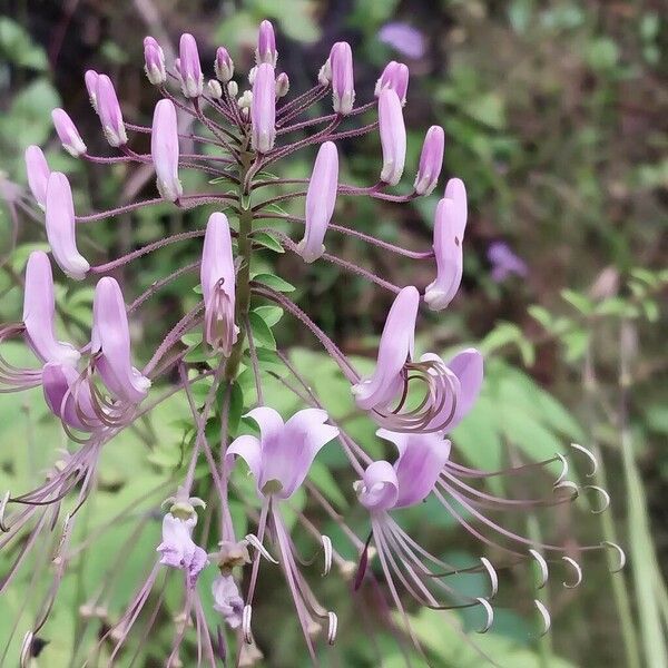 Cleome Pilosa Plant Care & How to Grow, Water