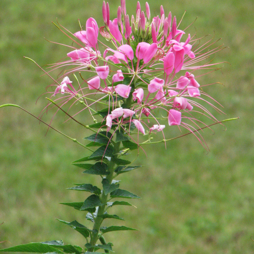Spiny Spiderflower (Cleome Spinosa) Plant Care & How to Grow, Water