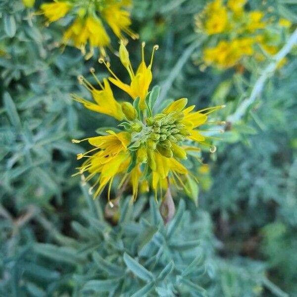 Chinese Silver Grass (Miscanthus Sinensis) Plant Care & How to Grow, Water