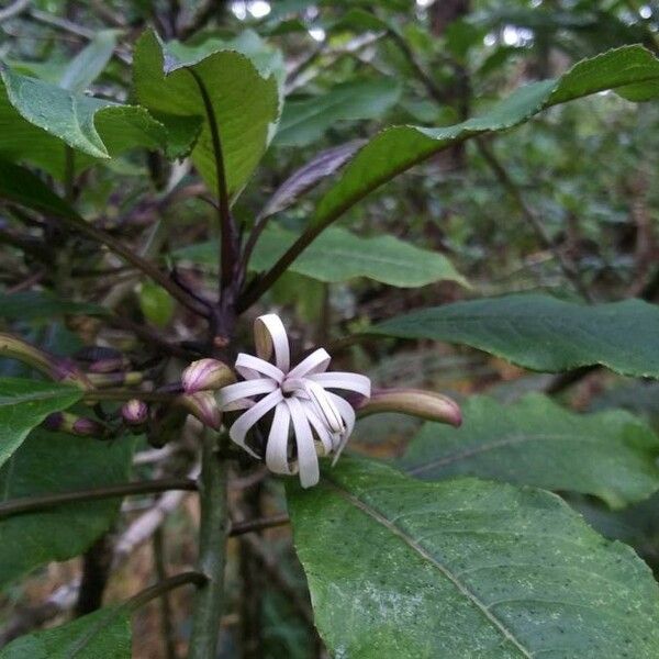 Singapore Graveyard Flower (Plumeria Obtusa) Plant Care & How to Grow ...