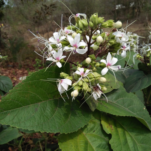 Bhat (Clerodendrum Infortunatum) Plant Care & How to Grow, Water