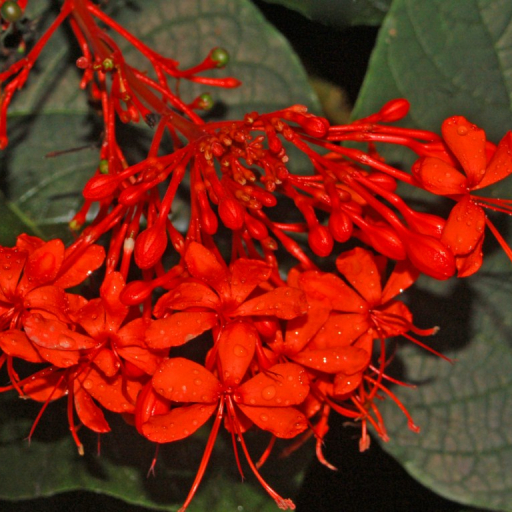 Java Glory Bower (Clerodendrum Speciosissimum) Plant Care & How to Grow ...