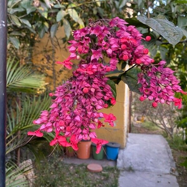 Java Glory Bean (Clerodendrum × Speciosum) Plant Care & How to Grow, Water