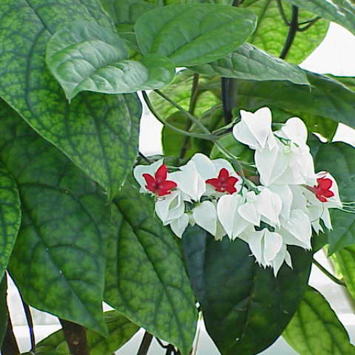 Bleeding Glorybower (Clerodendrum Thomsonae) Plant Care & How to Grow ...