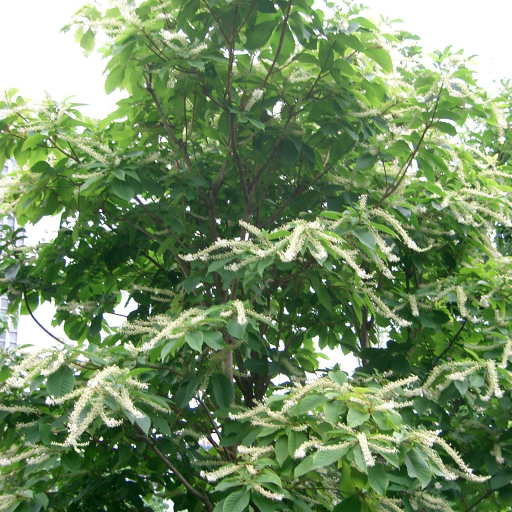 Clethra (Clethra Barbinervis) Plant Care & How to Grow, Water