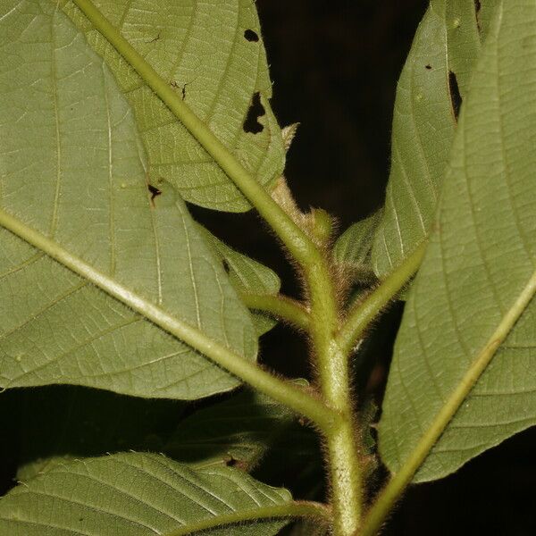 Mexican Pepperbush (Clethra Costaricensis) Plant Care & How to Grow, Water