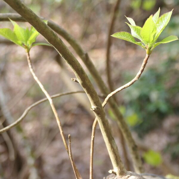 Clethra Fargesii Plant Care & How to Grow, Water