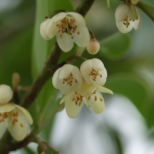 Bird Claw Cleyera (Cleyera Japonica) Plant Care & How to Grow, Water