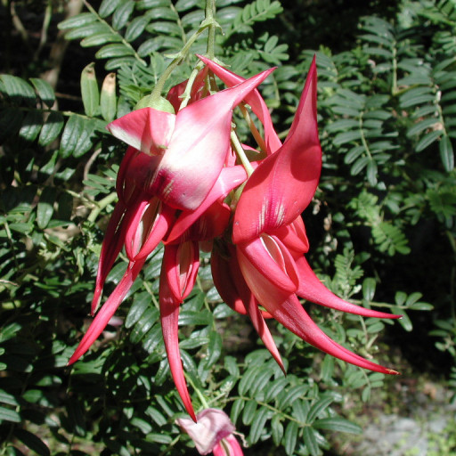 Glory Pea (Clianthus Puniceus) Plant Care & How to Grow, Water