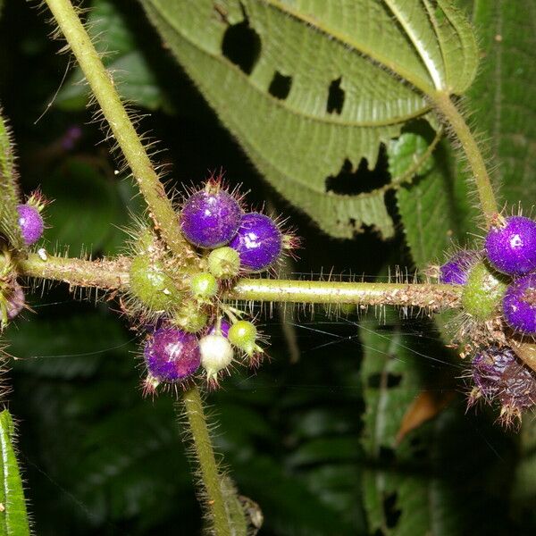 Clidemia Crenulata Care Guide: Water, Soil & Propagation - Plantiary