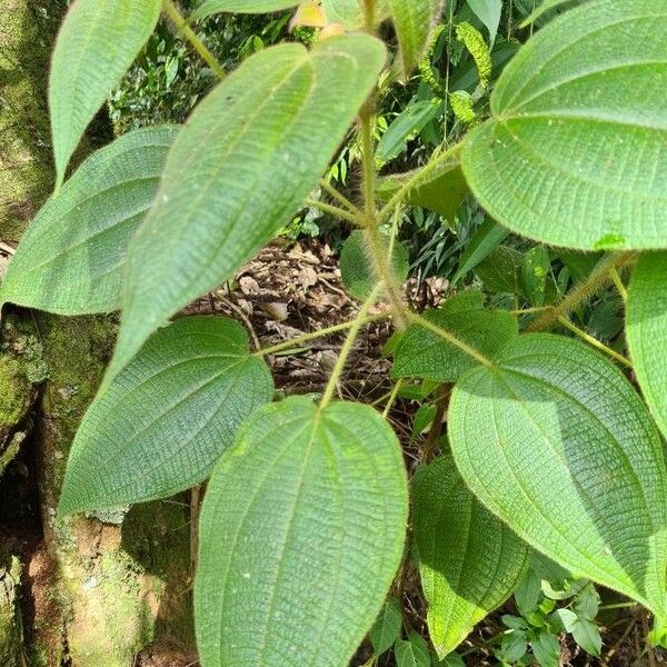 Clidemia Octona Plant Care & How to Grow, Water