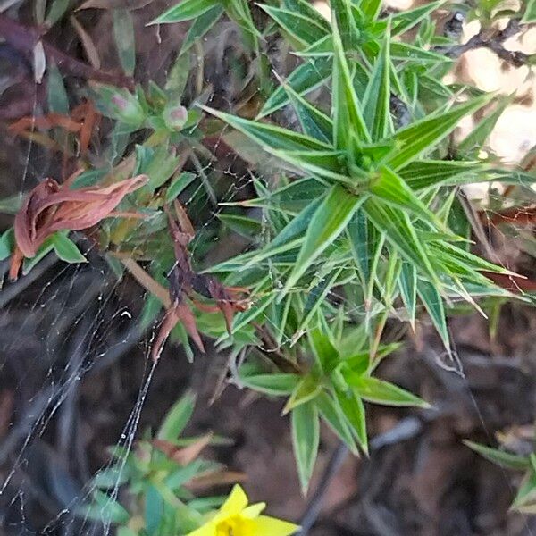 Prickly Bush (Cliffortia Ruscifolia) Plant Care & How to Grow, Water