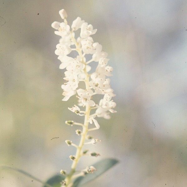 Buckwheat Tree (Cliftonia Monophylla) Plant Care & How to Grow, Water