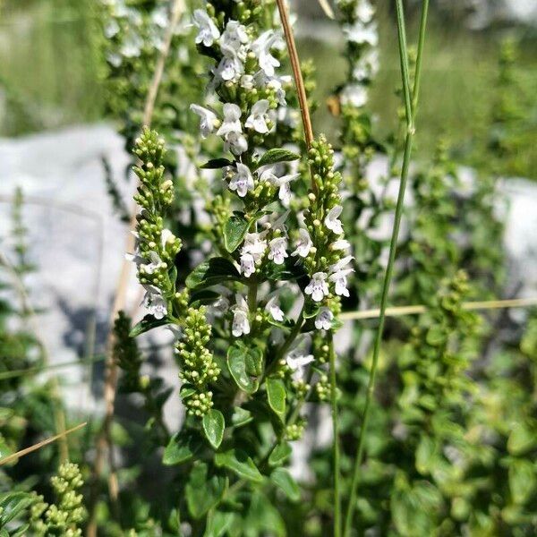 Clinopodium Album Plant Care & How to Grow, Water