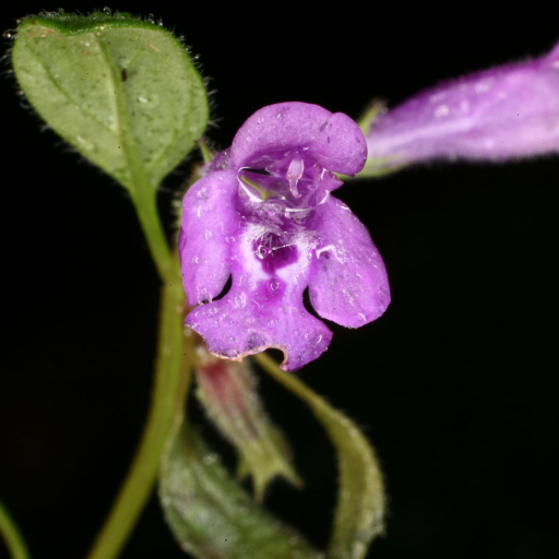 Alpine Calamint (Clinopodium Alpinum) Plant Care & How to Grow, Water