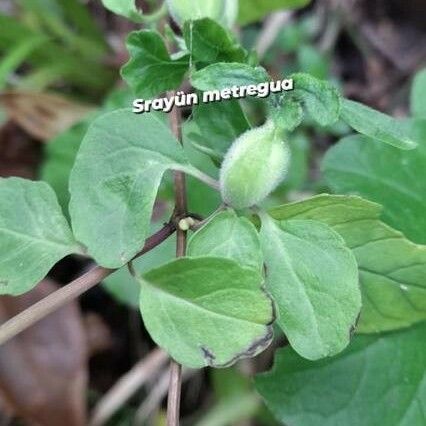 Clinopodium Multiflorum Plant Care & How to Grow, Water