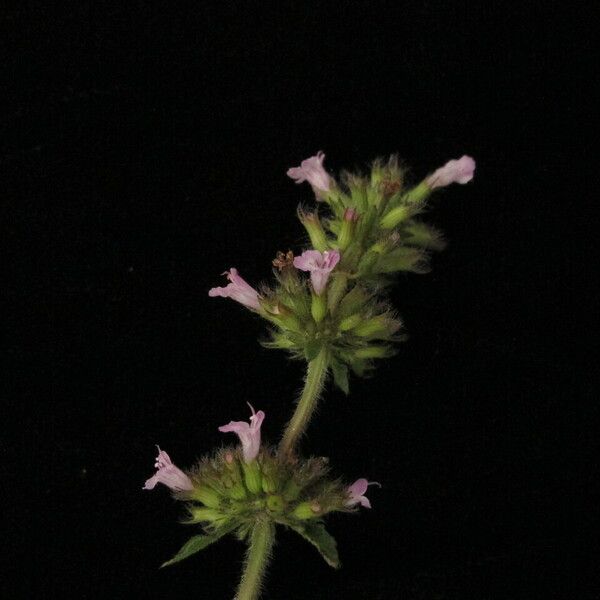 Clinopodium Umbrosum Plant Care & How to Grow, Water