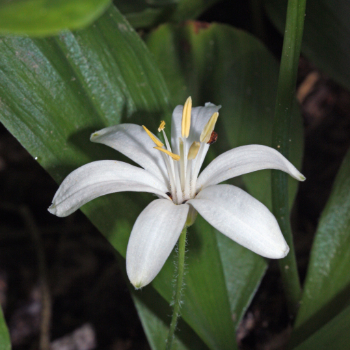 Bride's Bonnet (Clintonia Uniflora) Plant Care & How to Grow, Water