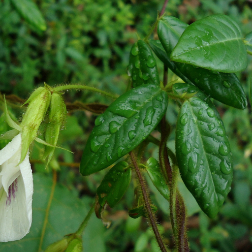 Sickle Pigeonwings (Clitoria Falcata) Care Guide: Water, Soil ...