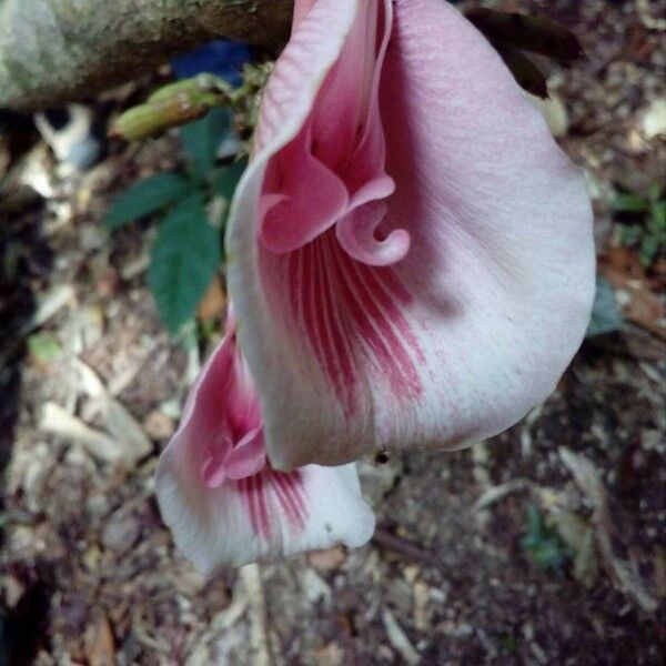 Clitoria Javitensis Plant Care & How to Grow, Water
