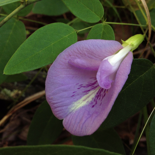 Butterfly-Pea (Clitoria Mariana) Plant Care & How to Grow, Water
