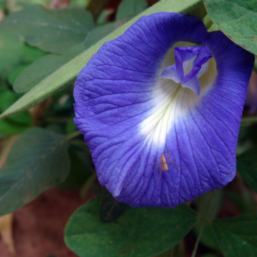 Butterfly Pea (Clitoria Ternatea) Plant Care & How to Grow, Water
