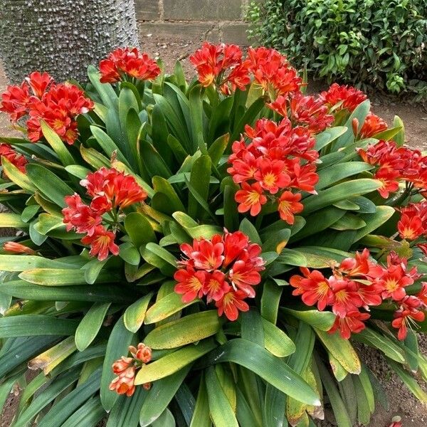 Clivia (Clivia × Cyrtanthiflora) Plant Care & How to Grow, Water