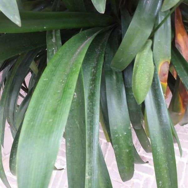 Major Garden's Clivia (Clivia Gardenii) Plant Care & How to Grow, Water