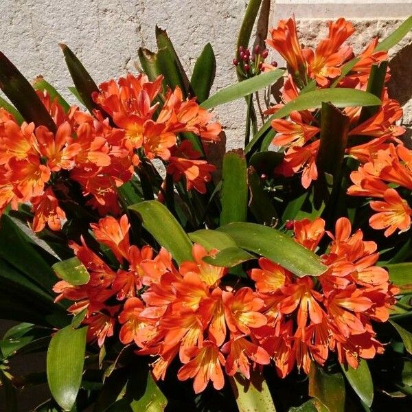 Clivia X Cyrtanthiflora Plant Care & How to Grow, Water