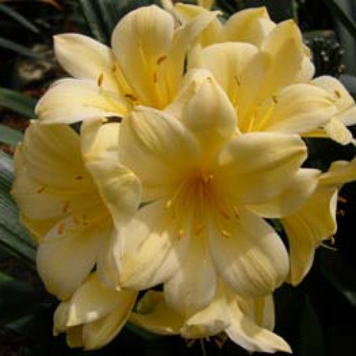 Natal Lilies (Clivia) Plant Care & How to Grow, Water