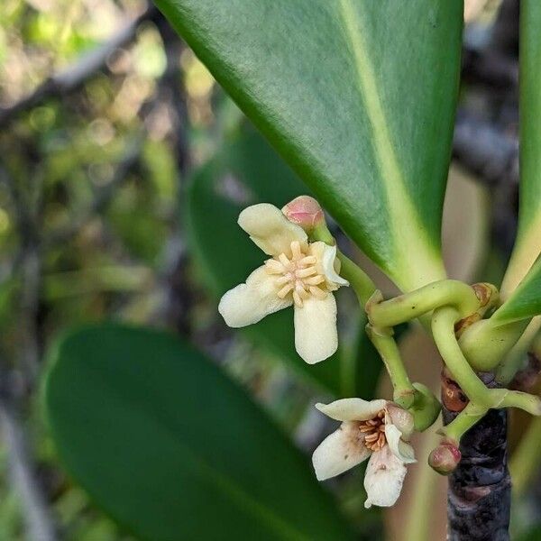 Clusia Blattophila Plant Care & How to Grow, Water