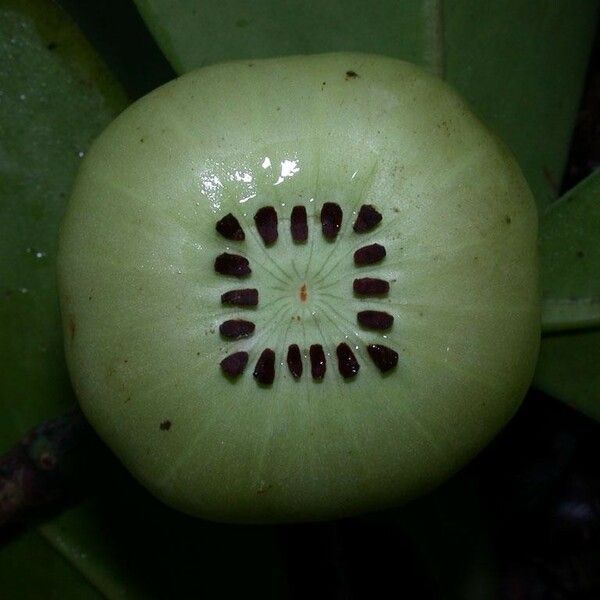 Clusia Flava Plant Care & How to Grow, Water