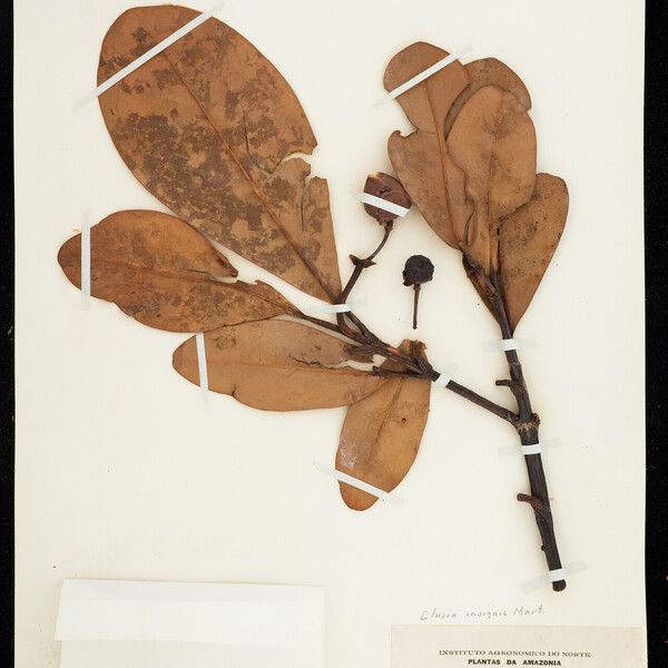 Clusia Insignis Plant Care & How to Grow, Water