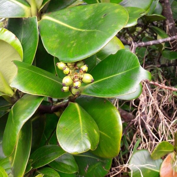 Clusia Mangle Plant Care & How to Grow, Water