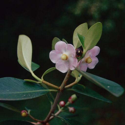 Clusia Minor Plant Care & How to Grow, Water