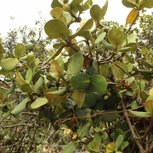 Clusia Multiflora Plant Care & How to Grow, Water