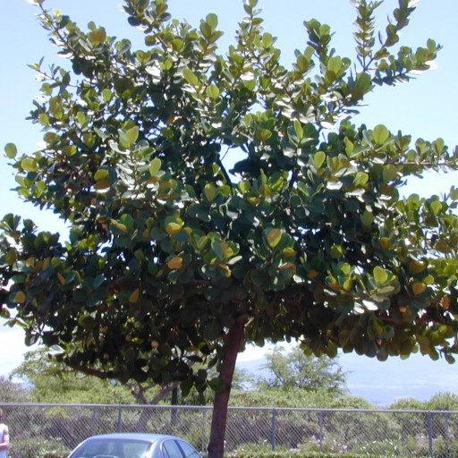 Common Turmeric (Curcuma Longa) Plant Care & How to Grow, Water