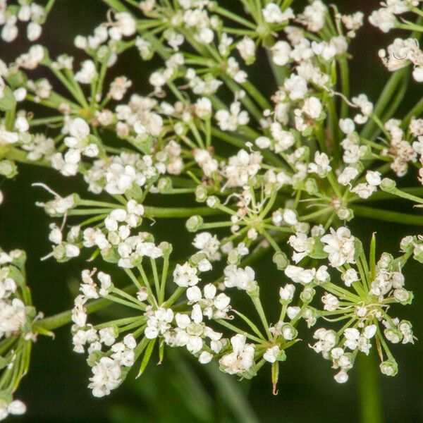 Selinum (Cnidium Silaifolium) Plant Care & How to Grow, Water