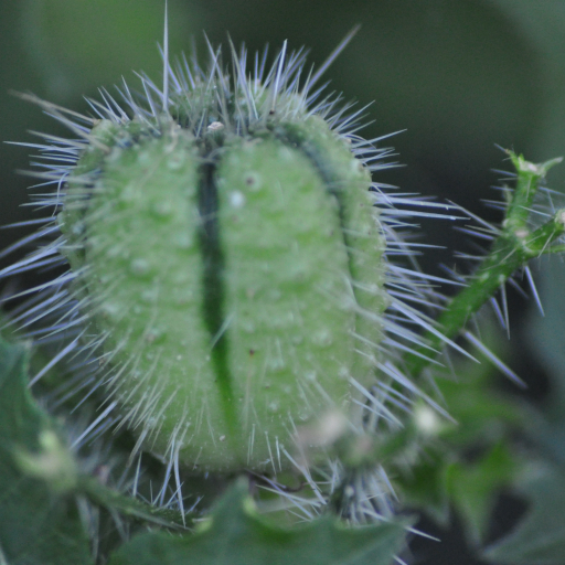 Texas Bull-Nettle (Cnidoscolus Texanus) Plant Care & How to Grow, Water