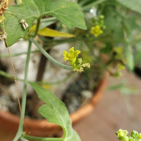 Coccinia Microphylla Plant Care & How to Grow, Water