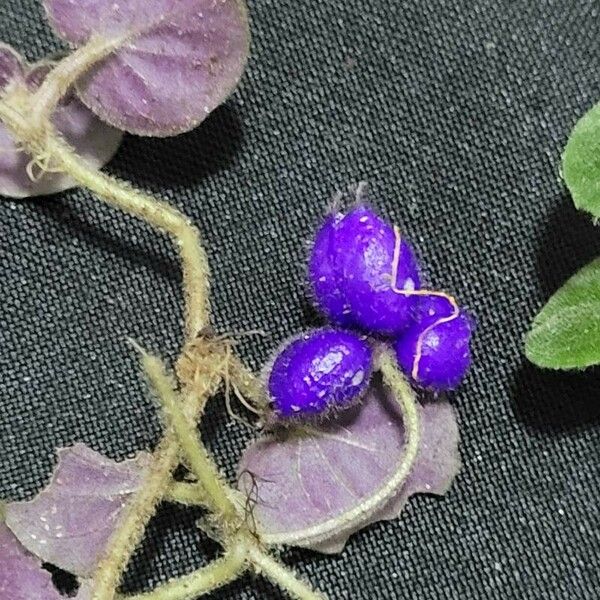 Coccocypselum Condalia Plant Care & How to Grow, Water