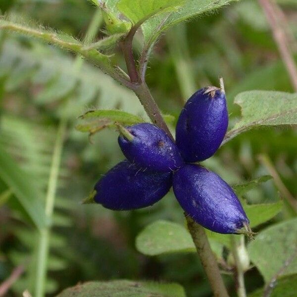 Coccocypselum Hispidulum Plant Care & How to Grow, Water