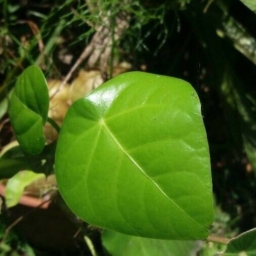 Roundleaf Treeweed (Coccoloba Acapulcensis) Plant Care & How to Grow, Water