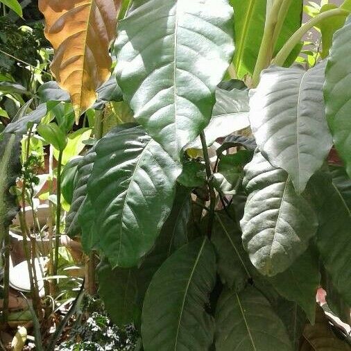 Coloba (Coccoloba Acuminata) Plant Care & How to Grow, Water